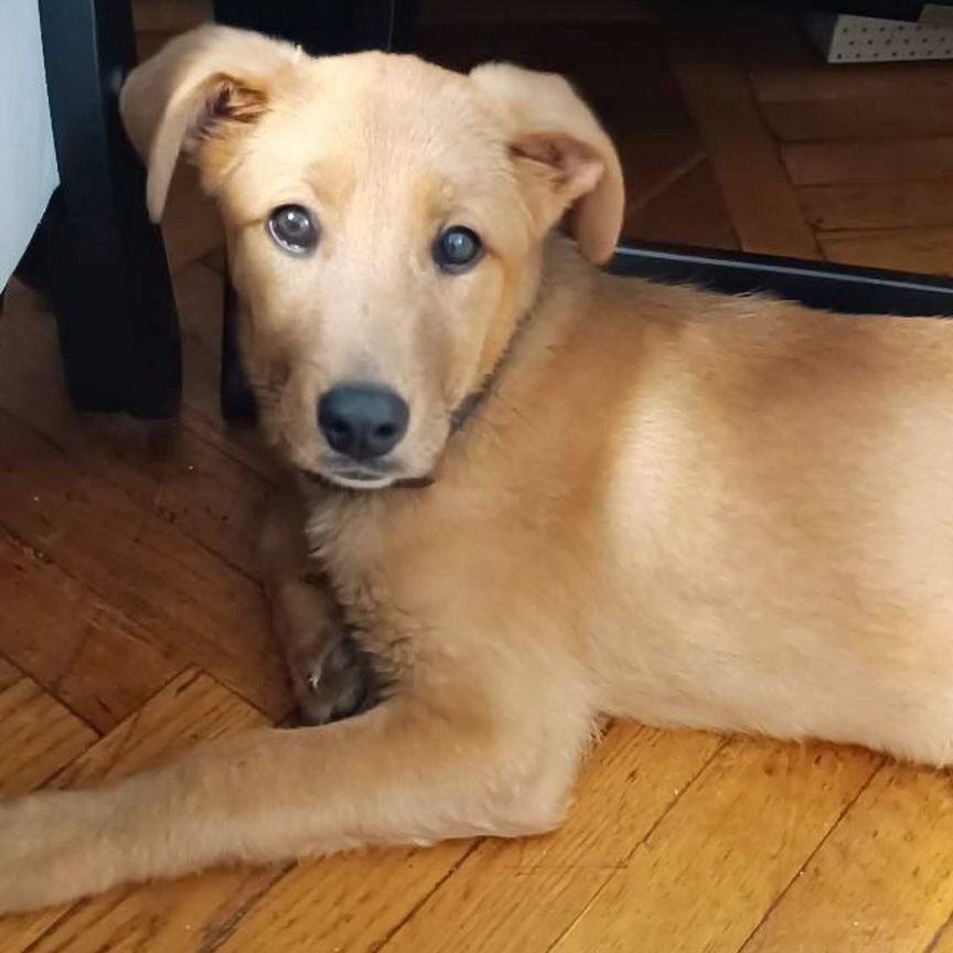 Отдам щенка в добрые руки