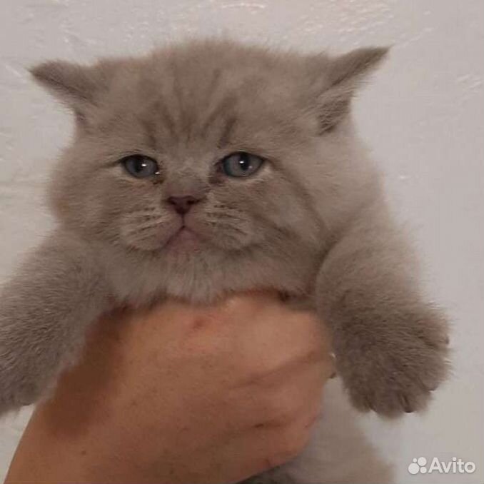 Шотландские котята,вислоушки и прямоушки