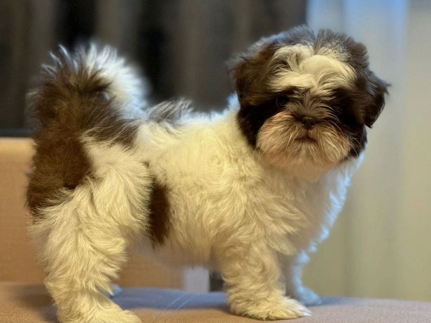 Великолепные щенки шит цу