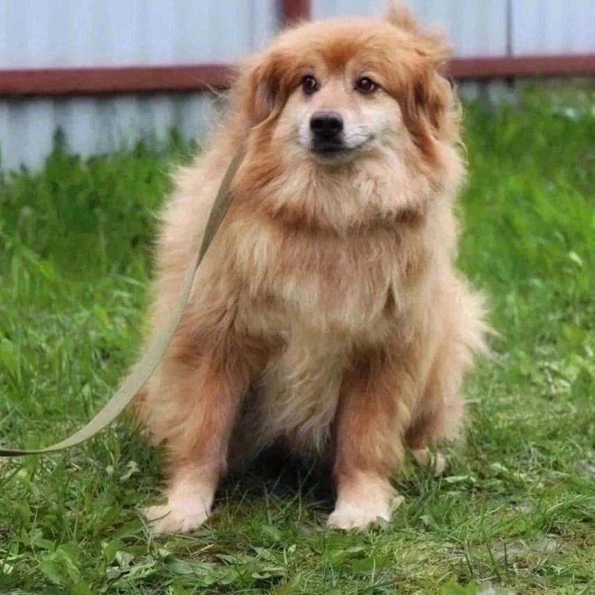 Рафаэль