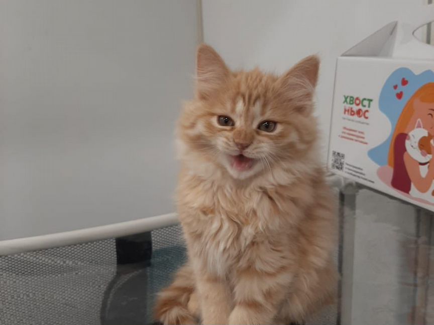 Сибирская красная девочка