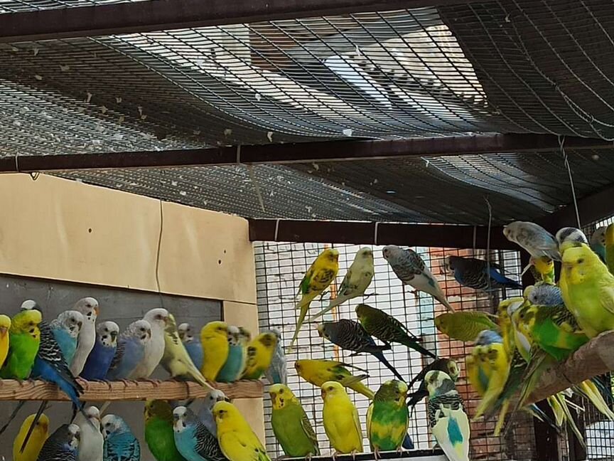 Кореллы и волнистые попугаи