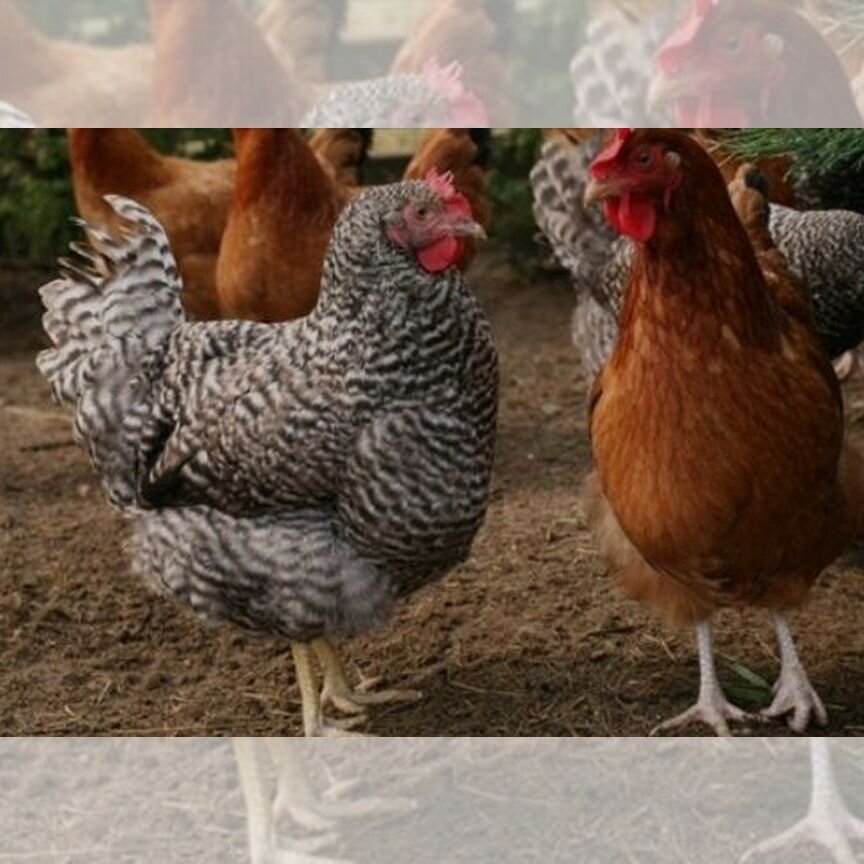 Продам кур несушек