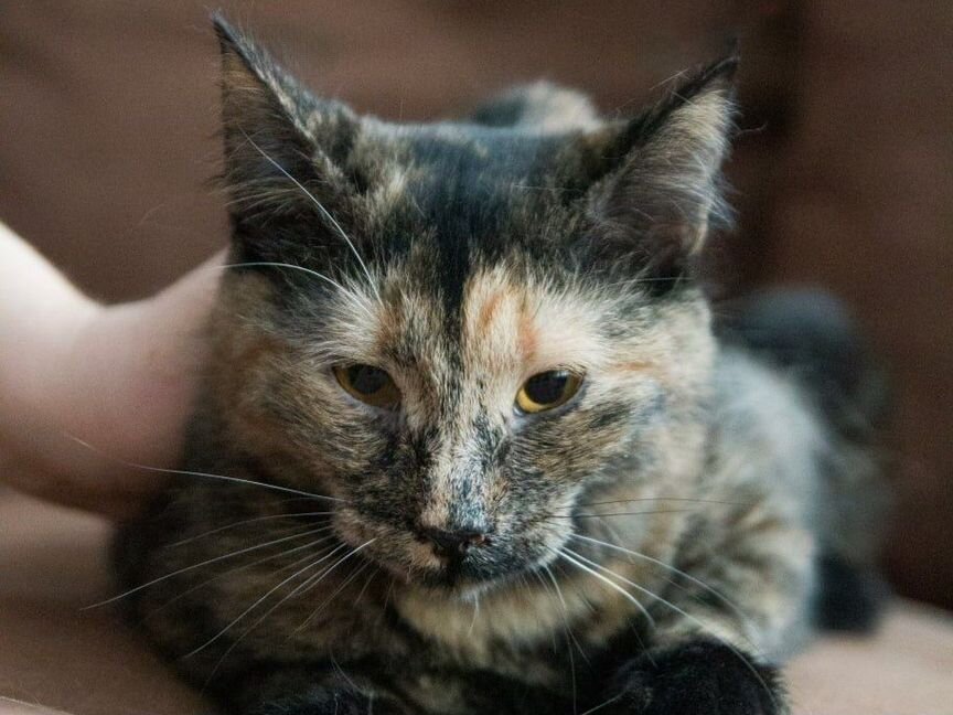 Котенок в добрые руки