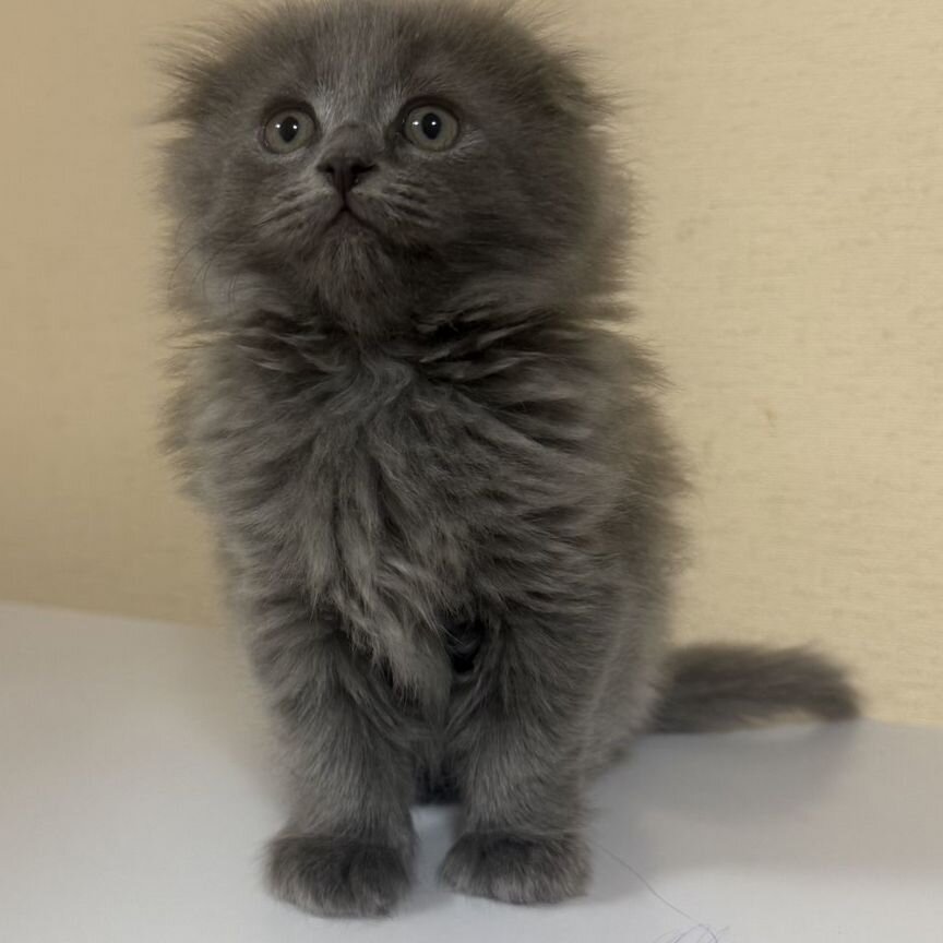 Шотландский вислоухий длинношёрстный котёнок