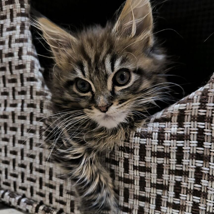 Котенок мейнкуна