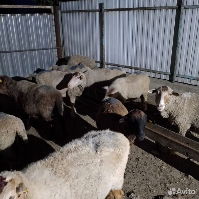 Овцы бараны