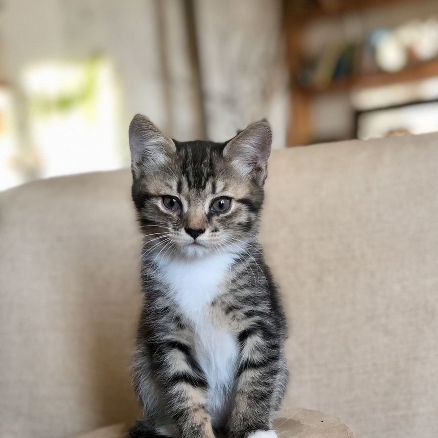 Котенок даром