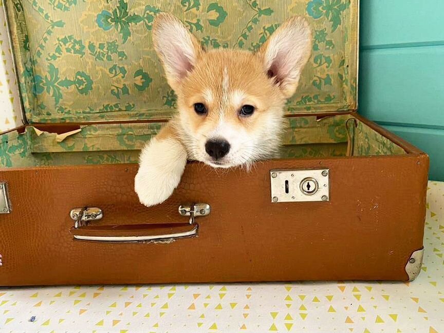 Вельш корги пемброк