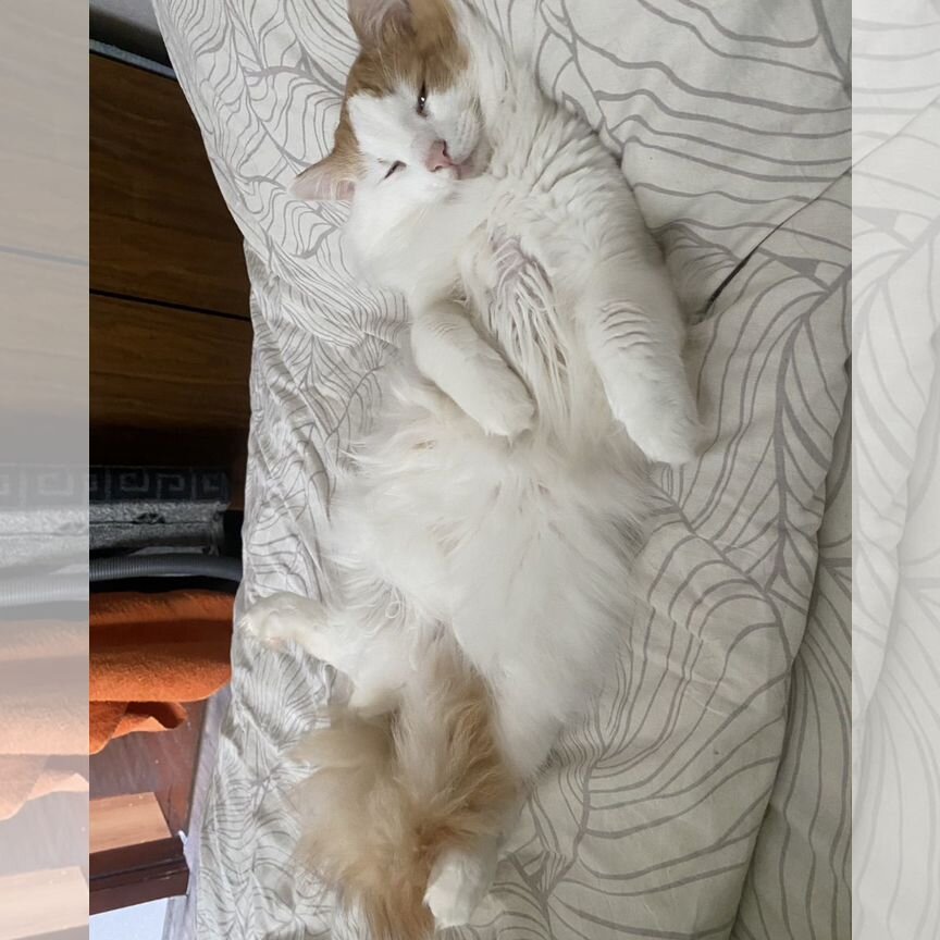 Взрослый кот в добрые руки