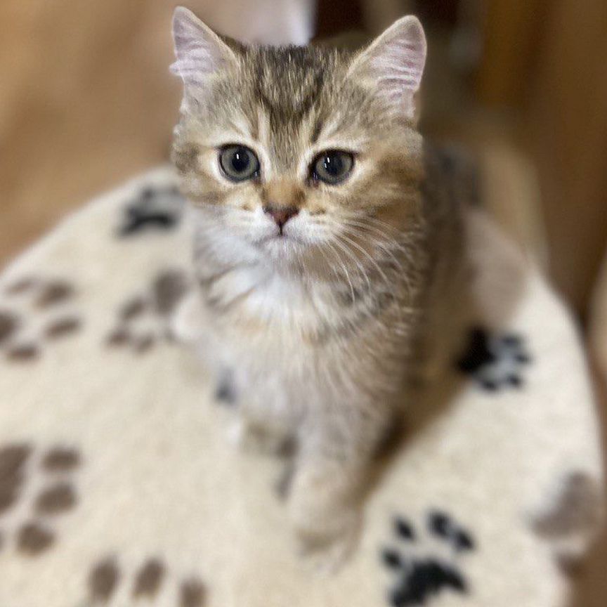 Шотландские котята
