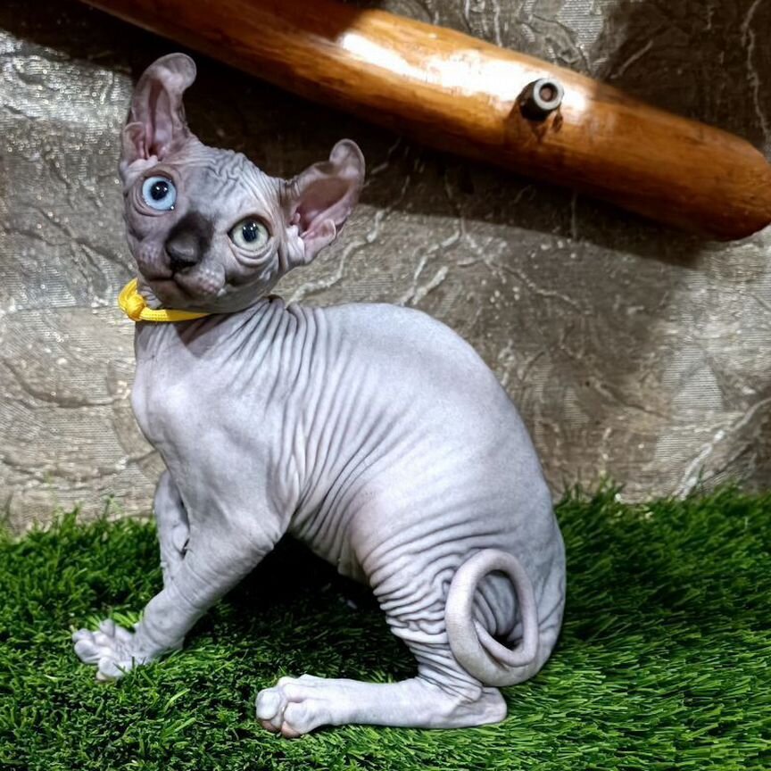 Эльф котёнок