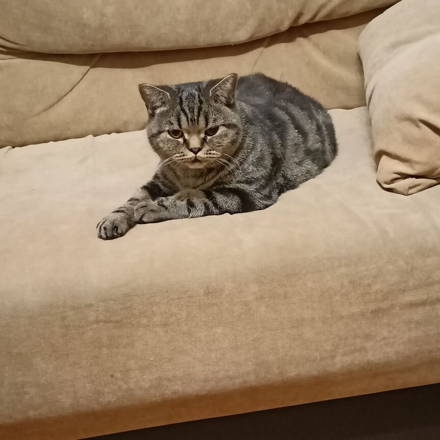 Кошка в добрые руки