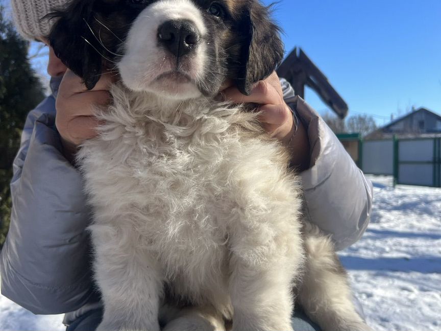 Щенок сенбернара