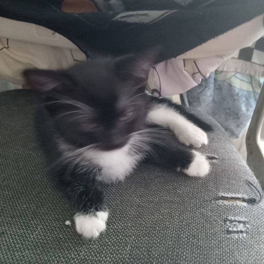 Котята в хорошие руки