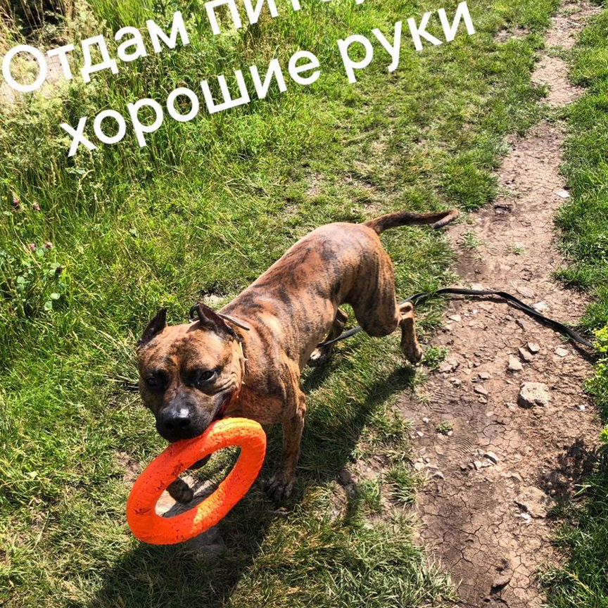 Отдам в хорошие руки питбуля