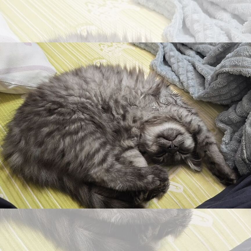 Котёнок в добрые руки