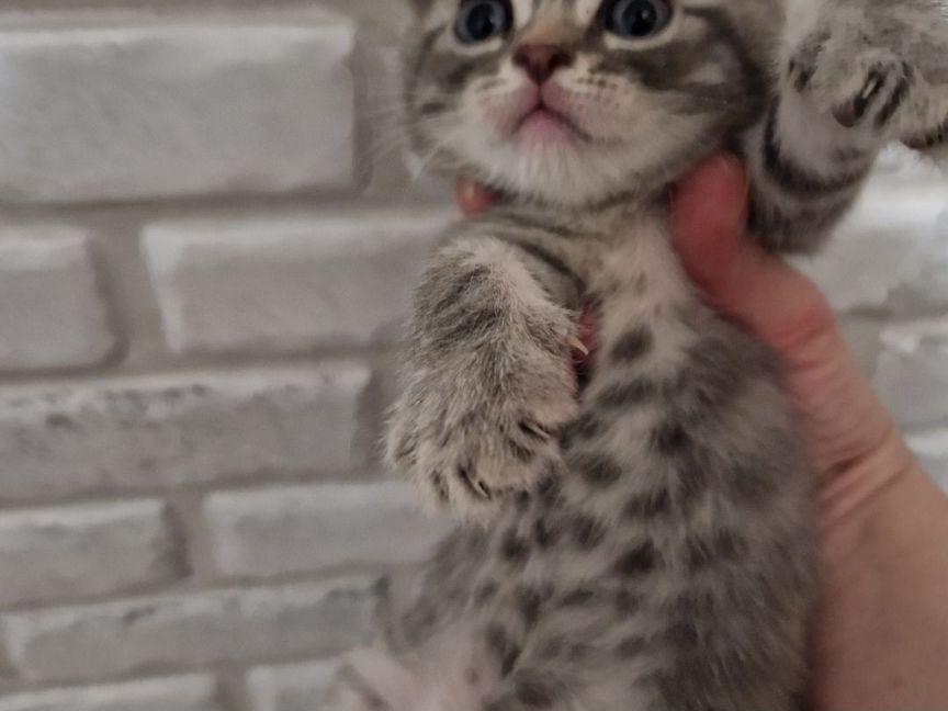 Шотландская вислоухая