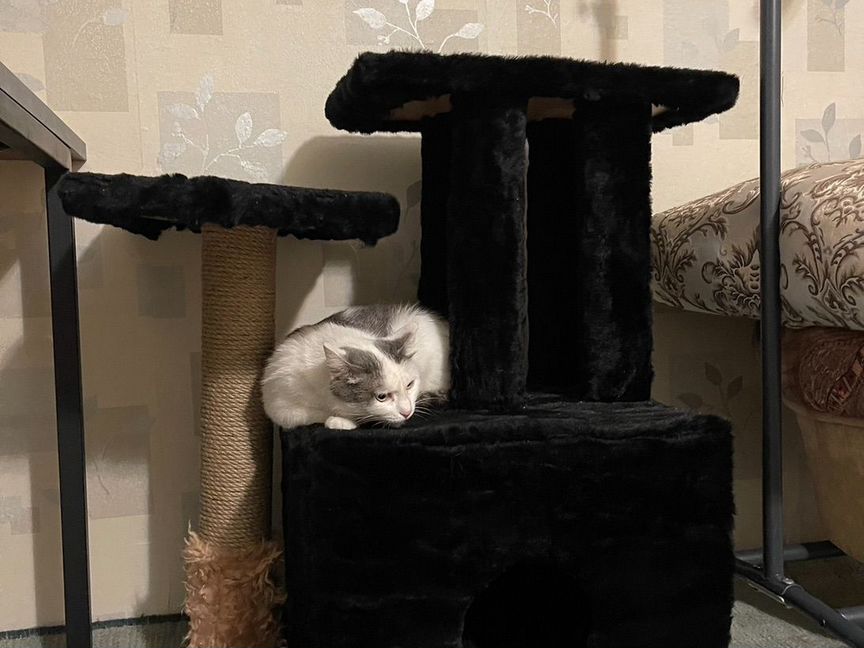 Домик для кошки