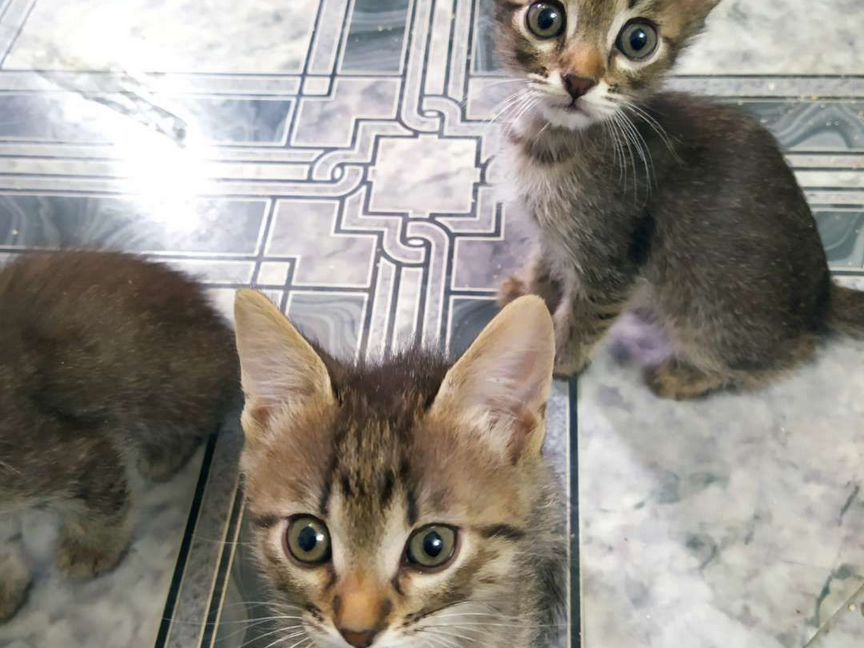 Котята Камышовой породы