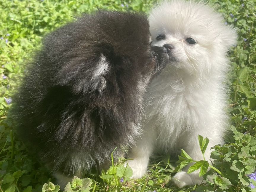 Немецкий мини шпиц