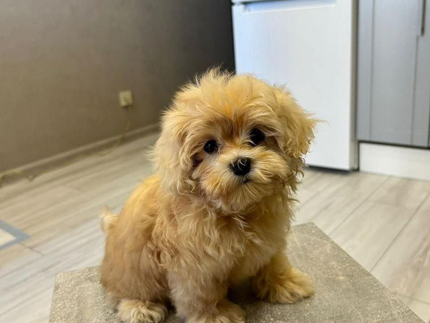 Мальтипу f1 мальчик золотой