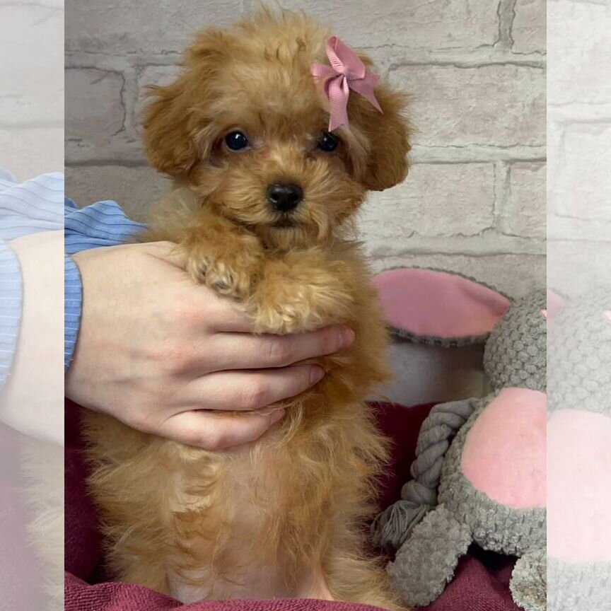 Той-пудель, щенок