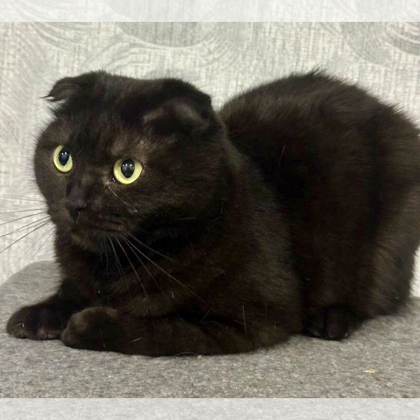 Шотландская прямоухая длинношёрстная, взрослая кошка