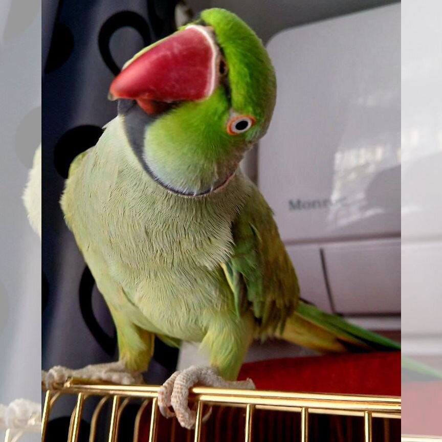 Ожереловый попугай