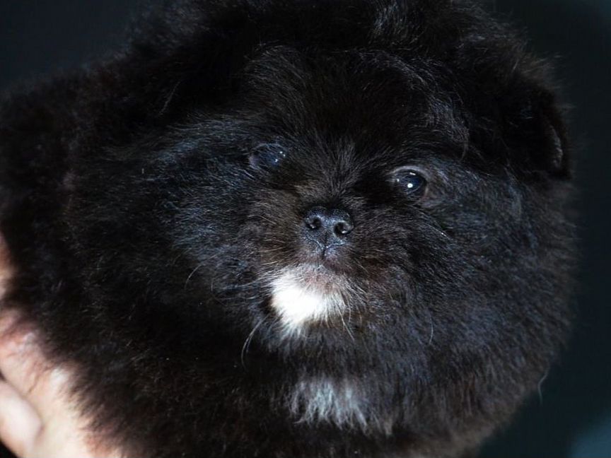 Бесподобный Мальчик Шпиц Мишка