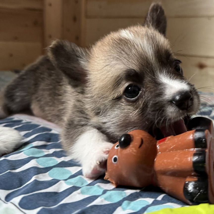 Вельш Корги Пемброк, щенок