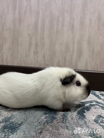 Морские свинки