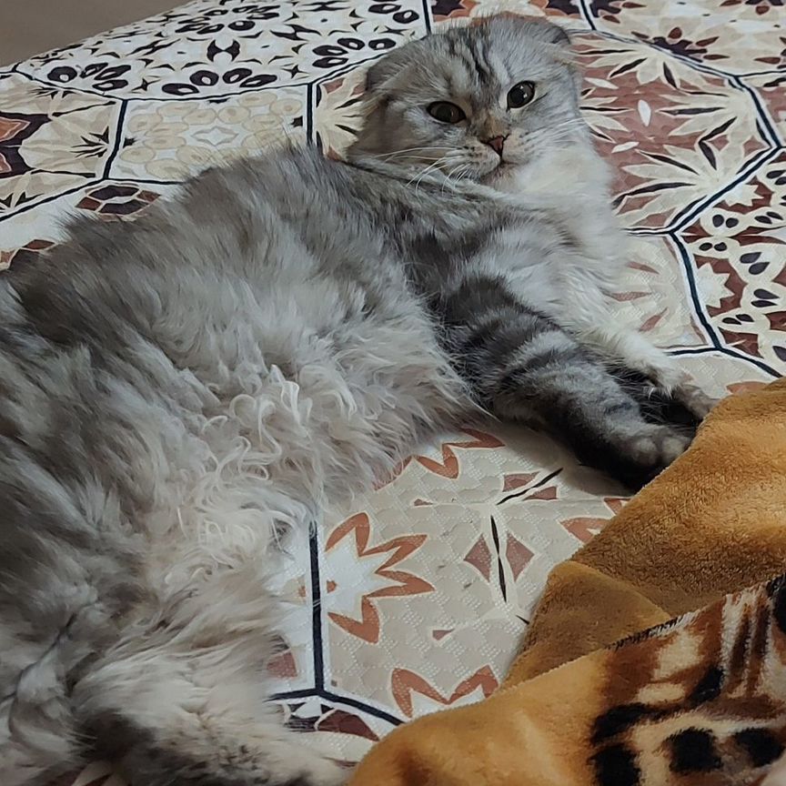 Шотландская вислоухая кошка