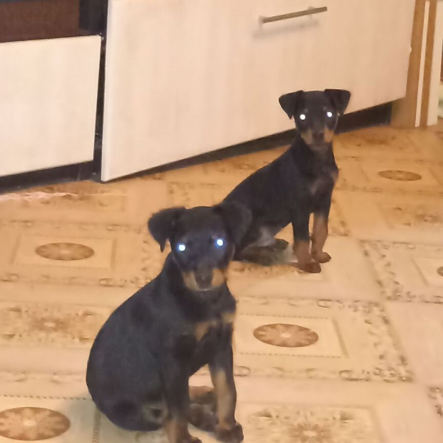 Немецкий охотничий терьер, щенок