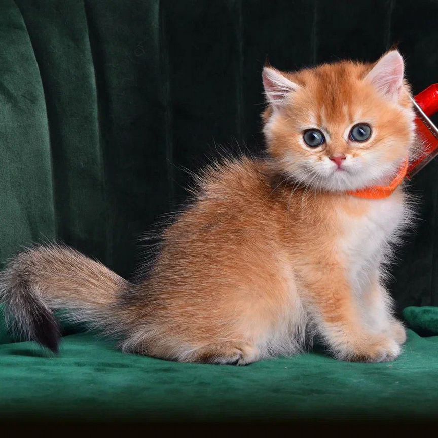 Британский короткошёрстный котёнок
