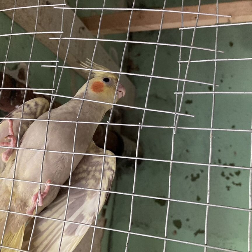 Попугай корелла птенец