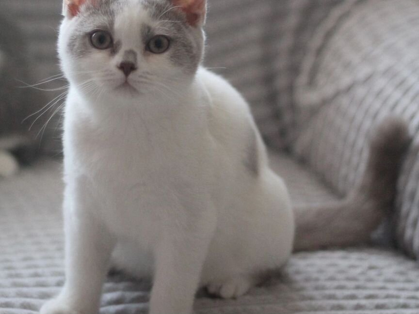 Nancy Marshmallow очаровашка для вас