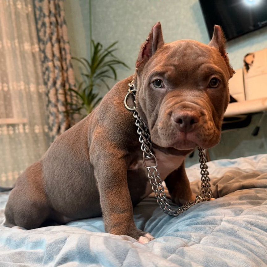 Американский булли, щенок