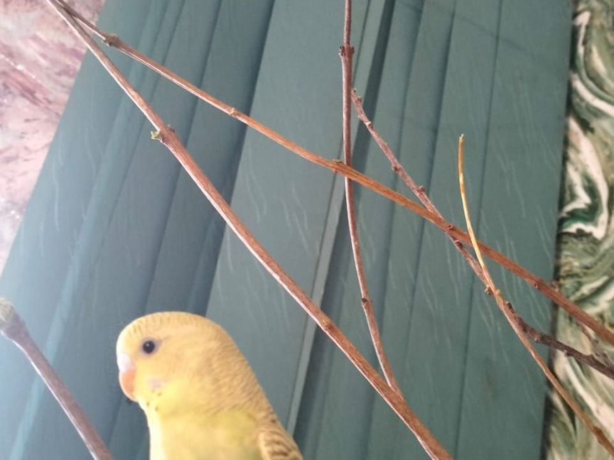 Продам попугайчика