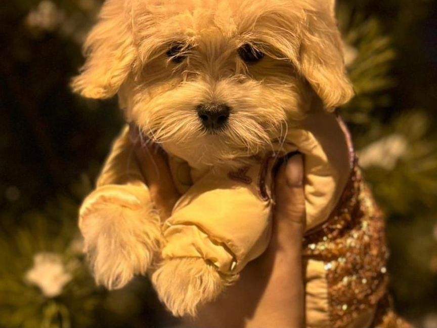 Мальтипу F 1 кукольные детки