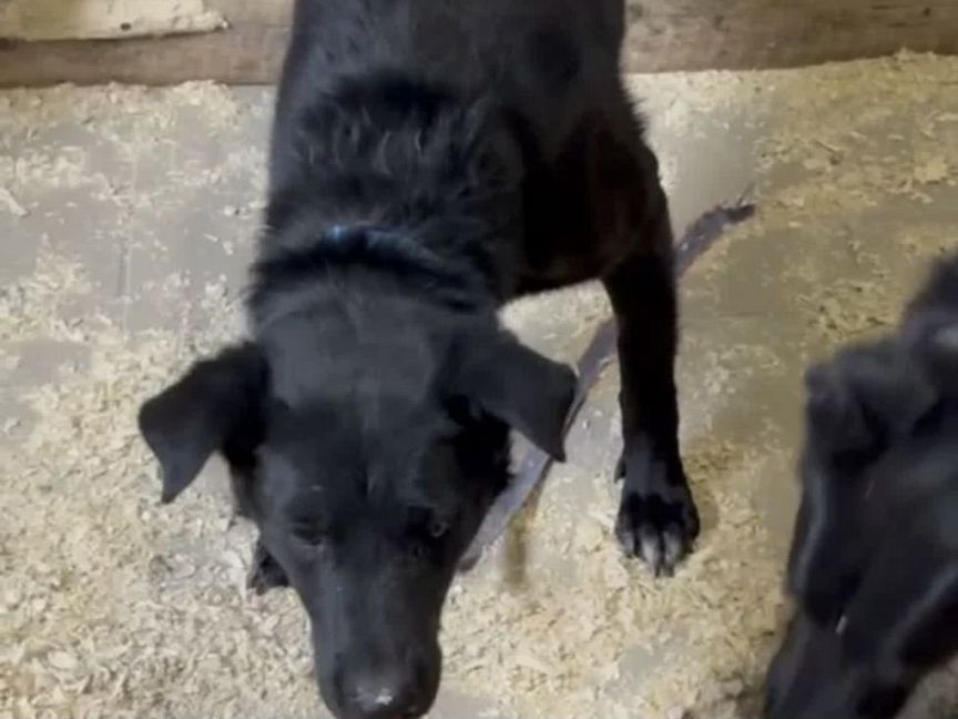 Собака сделай хоть одну счастливой