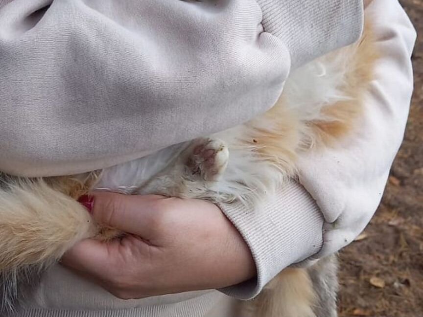 Котята девочки в добрые руки