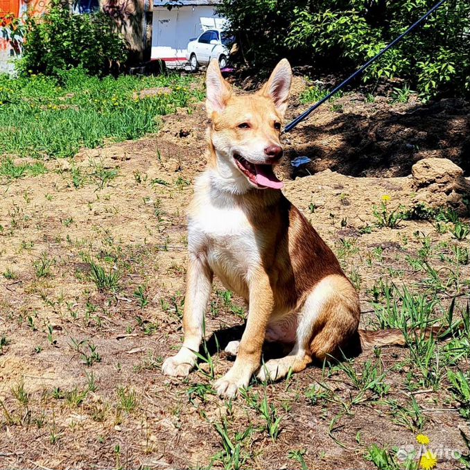 Молодой пёсик Арчи в добрые руки