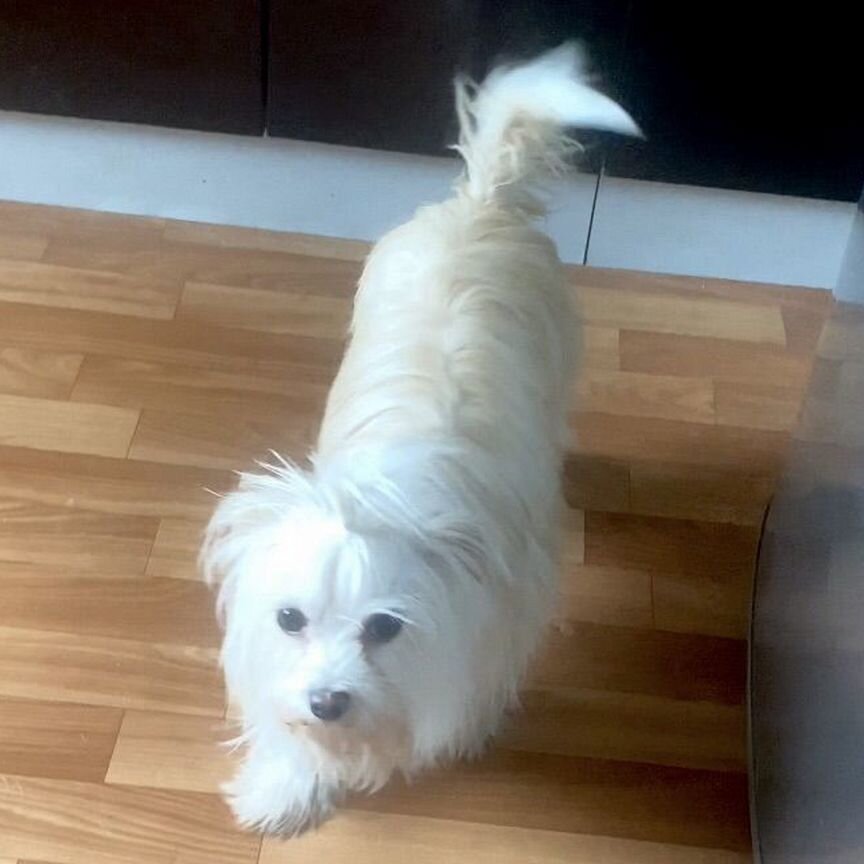 Девочка болонка мальтипу