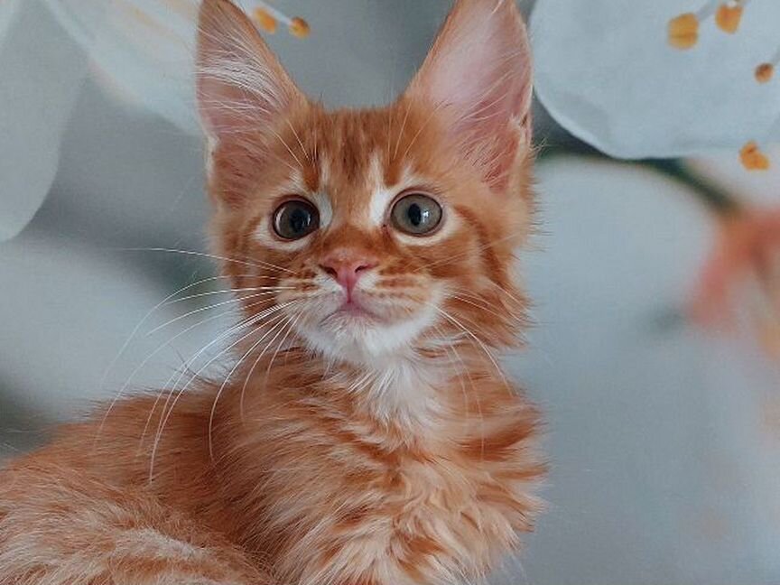 Мейнкун кошечка нежная малышка