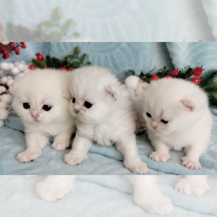Серебристые шиншиллы