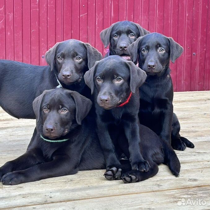 Щенки лабрадора ретривера коричневые