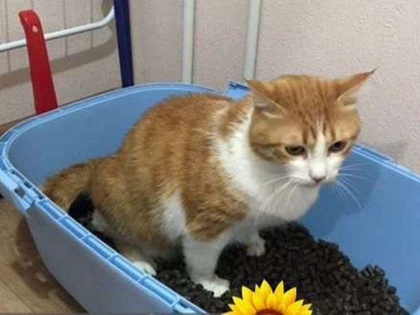 Наполнитель для кошачьего туалета