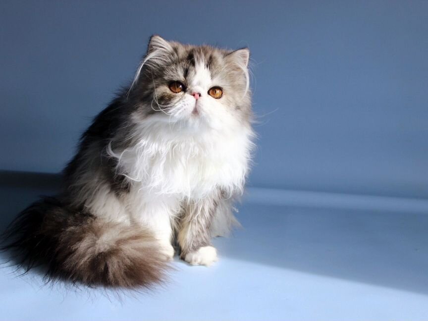 Персидская принцесса