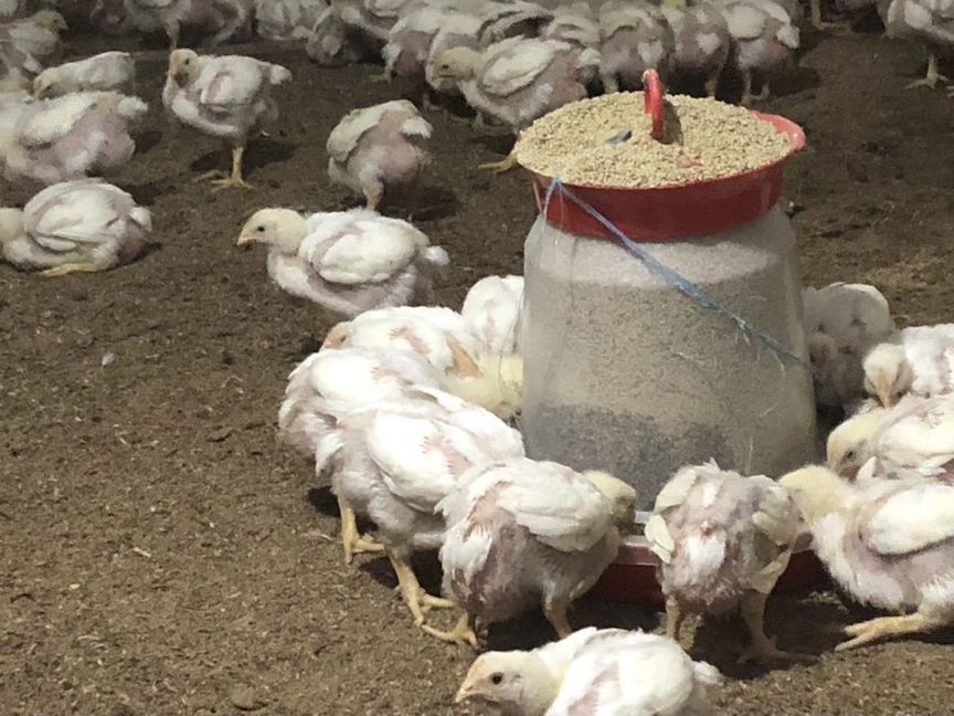 Цыплята бройлеры